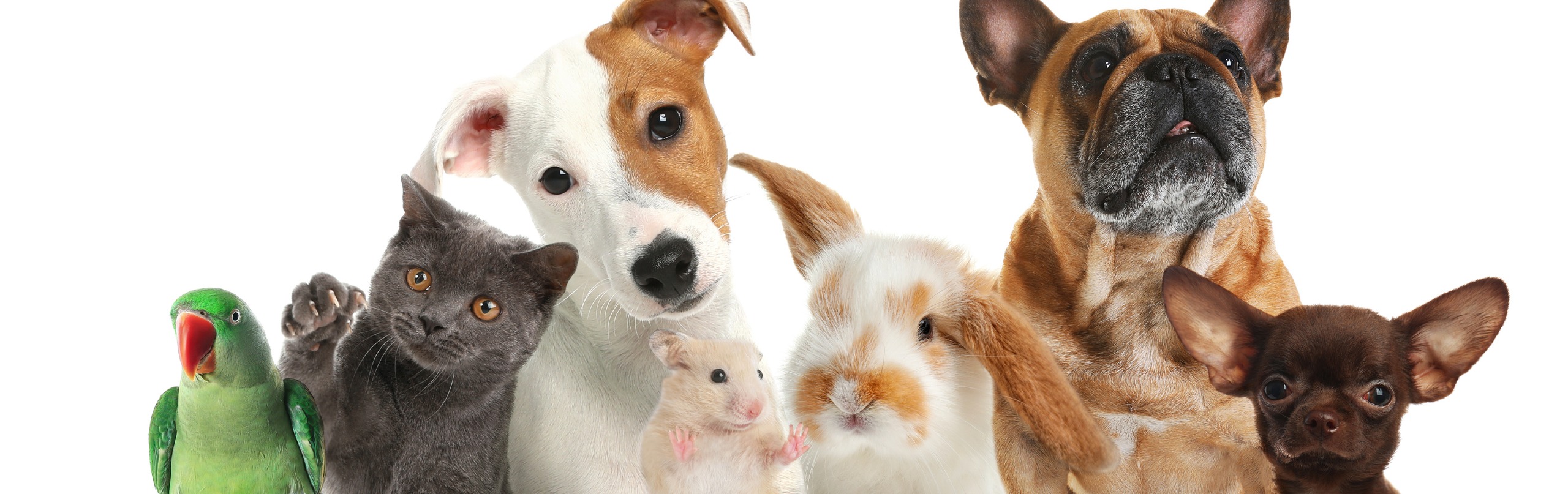 Banyule's Best Pet competition | Shaping Banyule