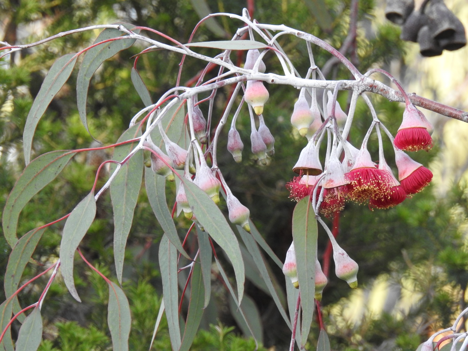 2020 calendar | Shaping Banyule