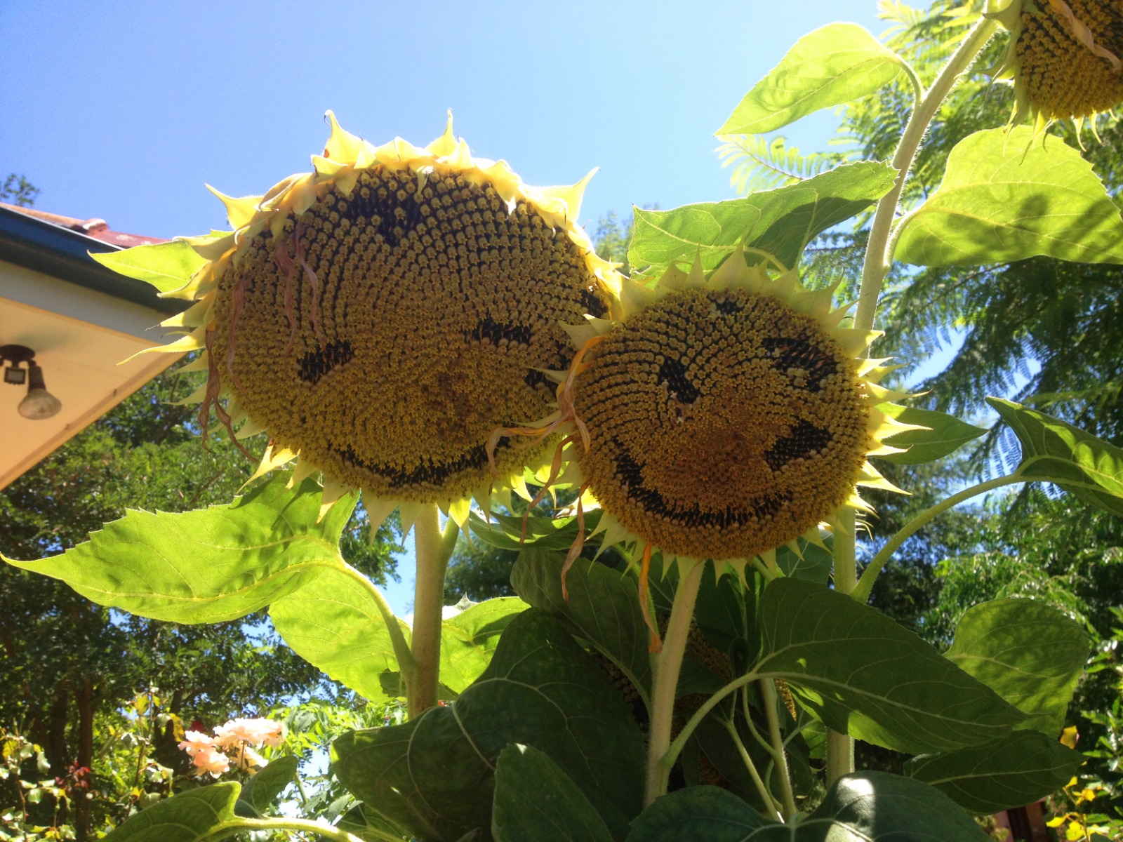 2020 calendar | Shaping Banyule