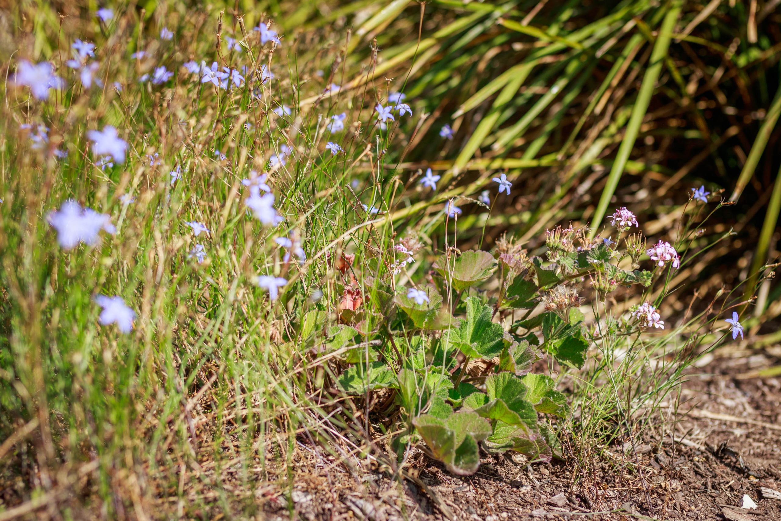 Biodiversity Plan | Biodiversity Strategy | Shaping Banyule
