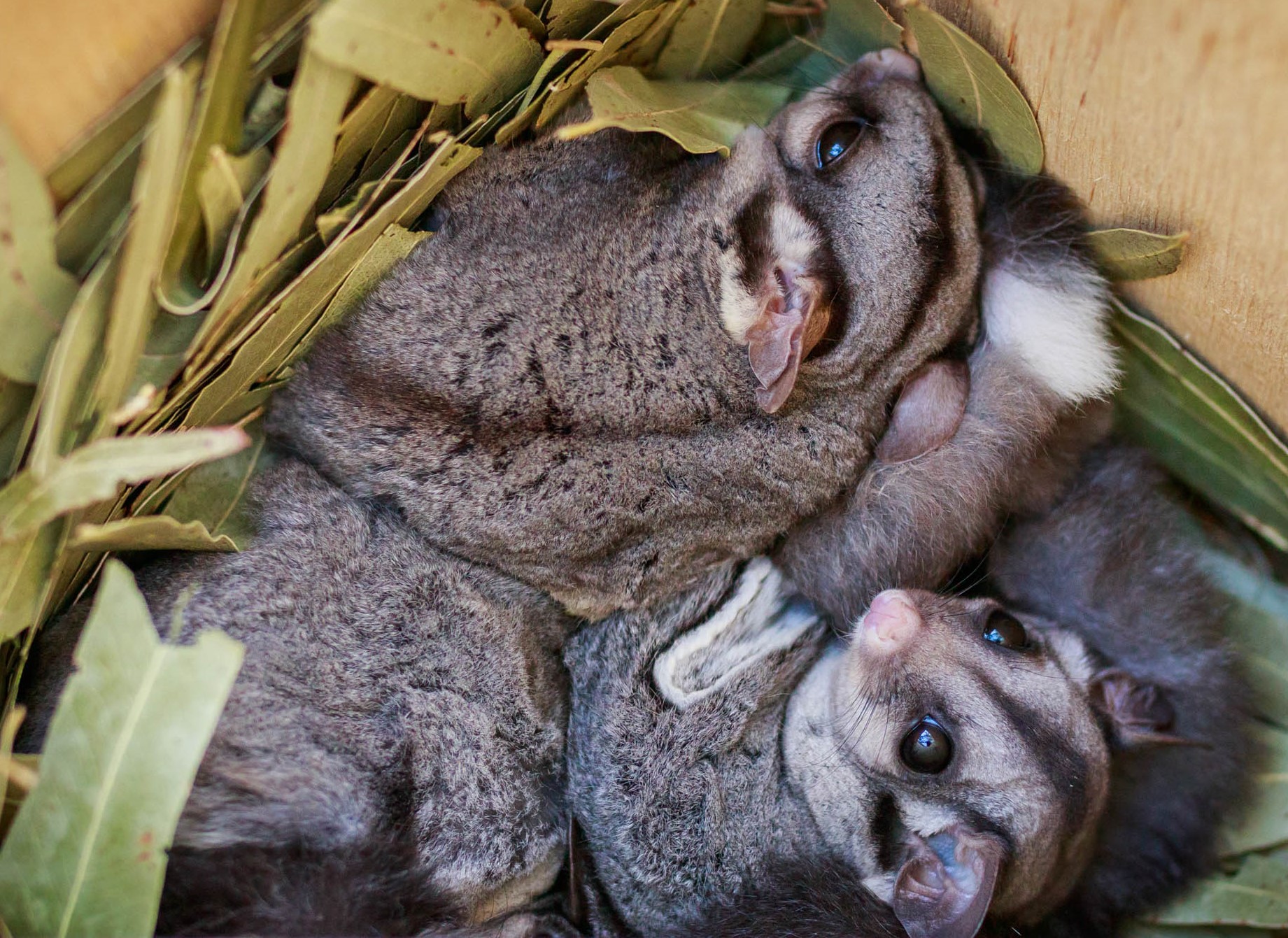 Biodiversity Plan | Biodiversity Strategy | Shaping Banyule